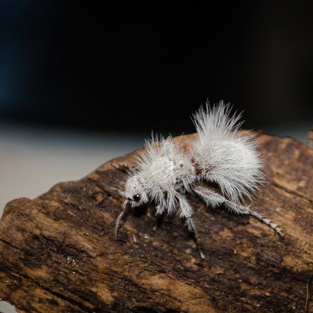 Victoria Bug Zoo - Attractions Victoria